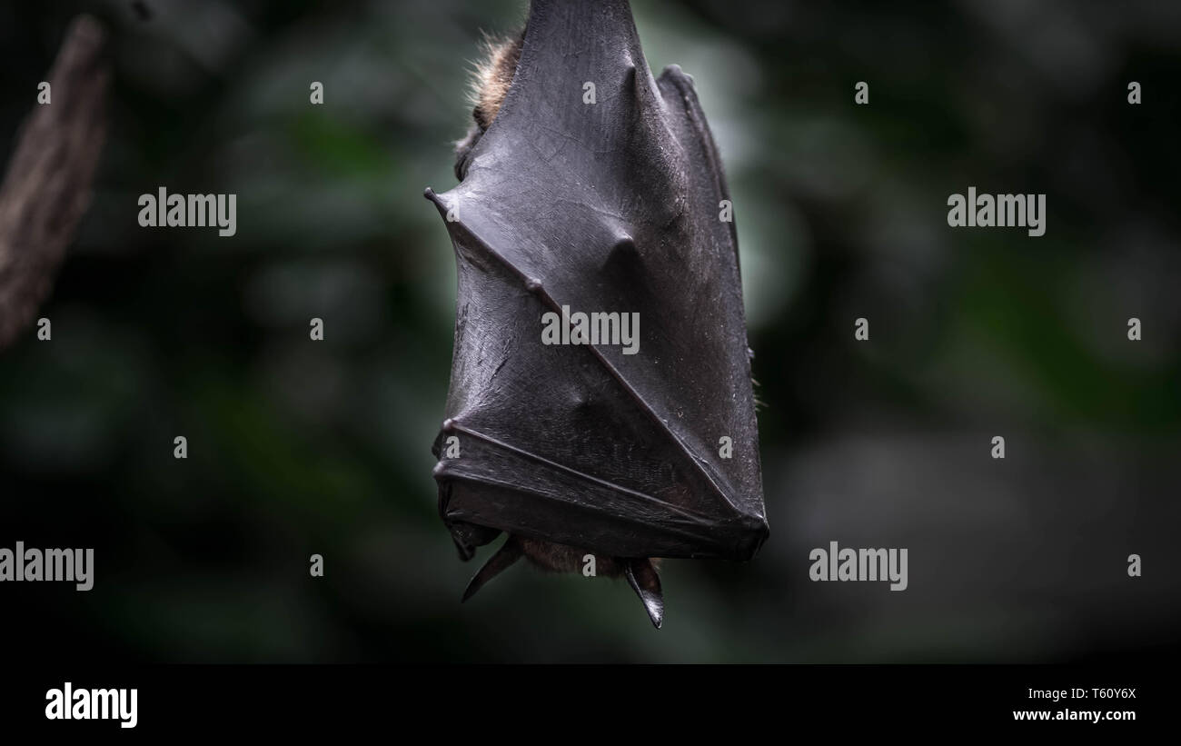 Flying fox hi-res stock photography and images - Alamy