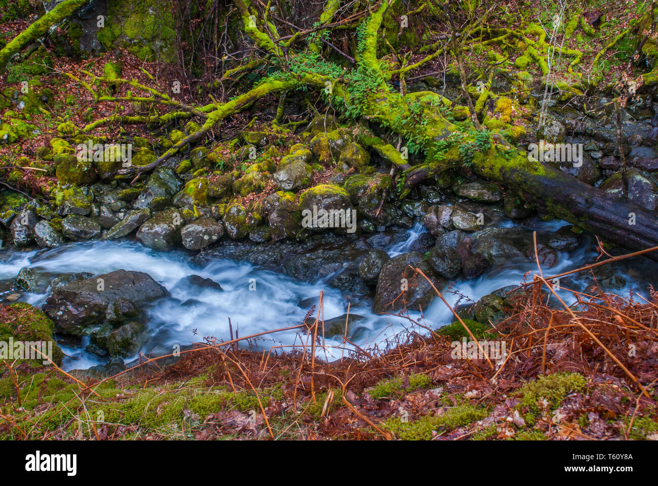Waterfall green forest river stream landscape, Beautiful natural ...
