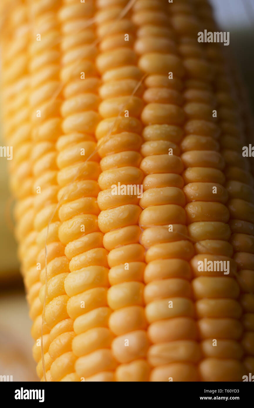 Close up shot Fresh ripe and peeled sweet corn with water drop high ...