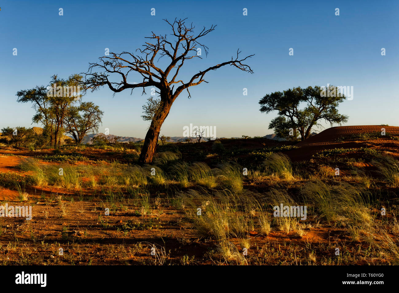 Namibia Camel Thorn Trees Acacia Erioloba Stock Photos & Namibia Camel ...