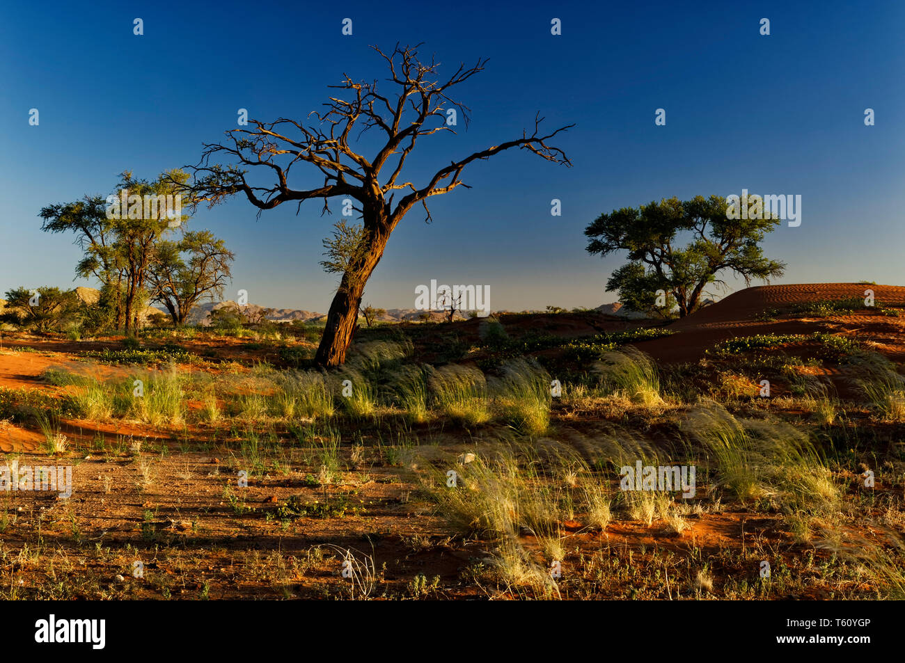 Camel Thorn Trees High Resolution Stock Photography and Images - Alamy
