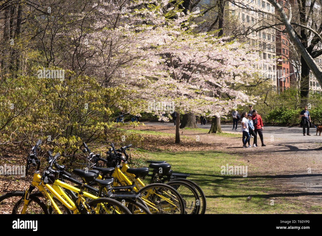 Central Park is beautiful in the springtime, NYC, USA Stock Photo - Alamy