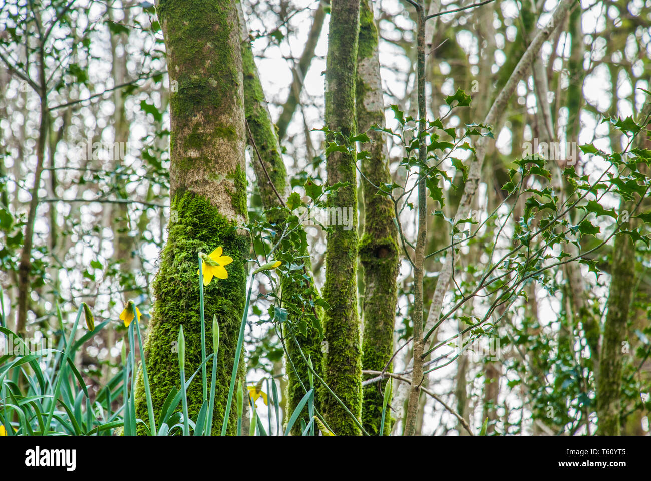 Close-up pictures of trees in the forest during spring Suitable for ...