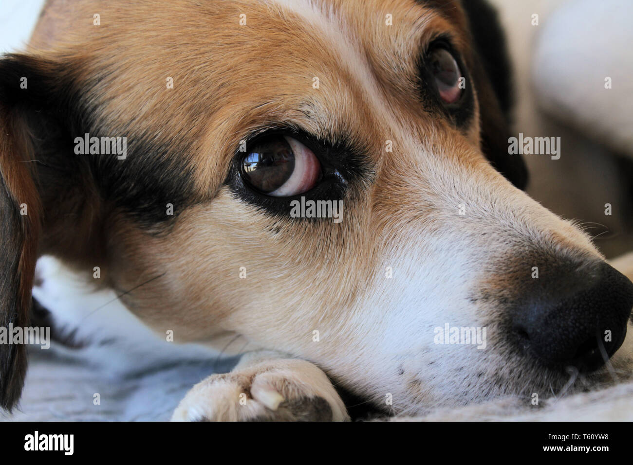 Cute Dog Relaxed portrait head on paw Stock Photo - Alamy