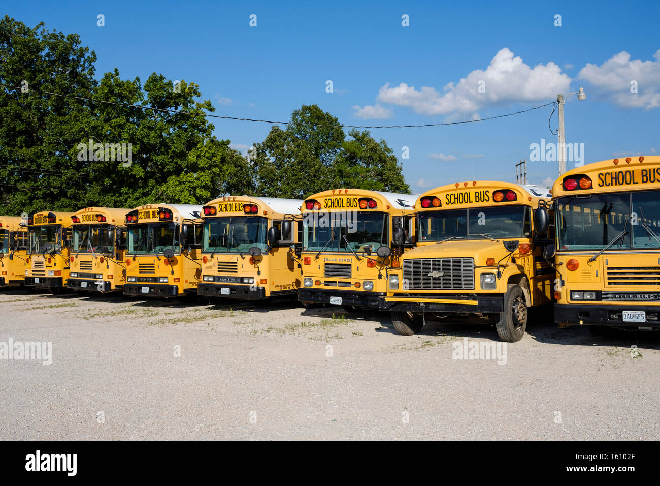 Classic American yellow school buses Stock Photo - Alamy