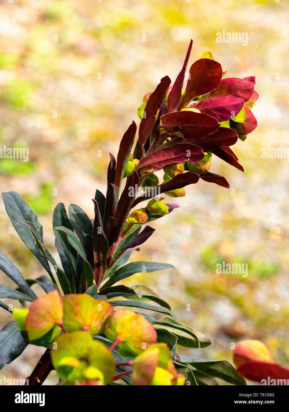 Spring flower spike of the dark leaved form of the UK native wood ...