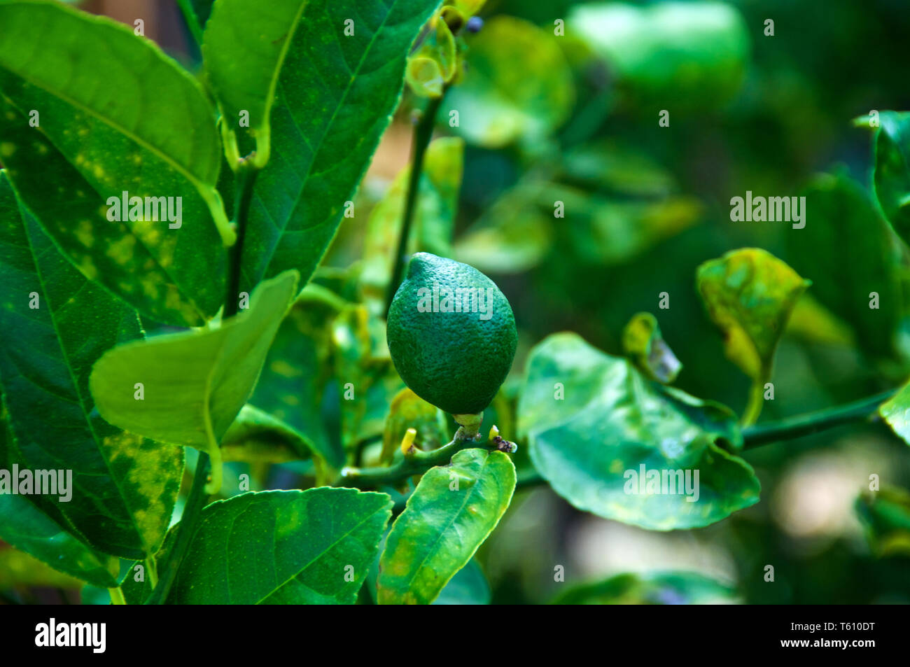 Young Lime Tree High Resolution Stock Photography and Images - Alamy