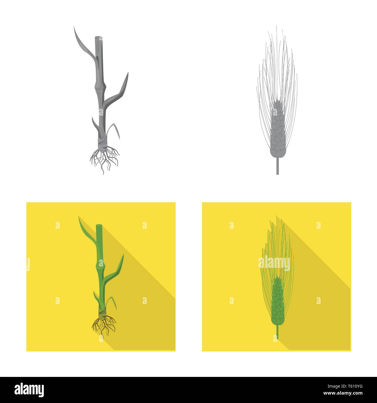 stem,barley,root,winter,soil,spring,seed,spike,grow,durum,cycle,crop ...