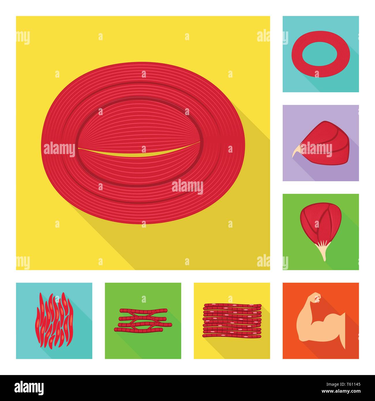 Vector design of muscle and cells symbol. Collection of muscle and ...