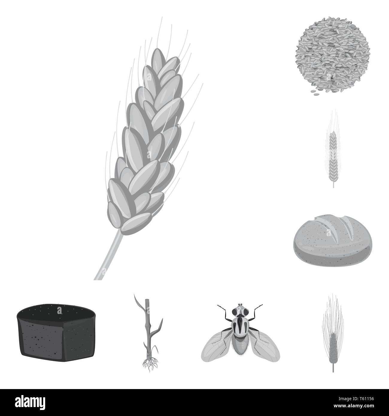 Vector illustration of rye and plant sign. Collection of rye and corn ...