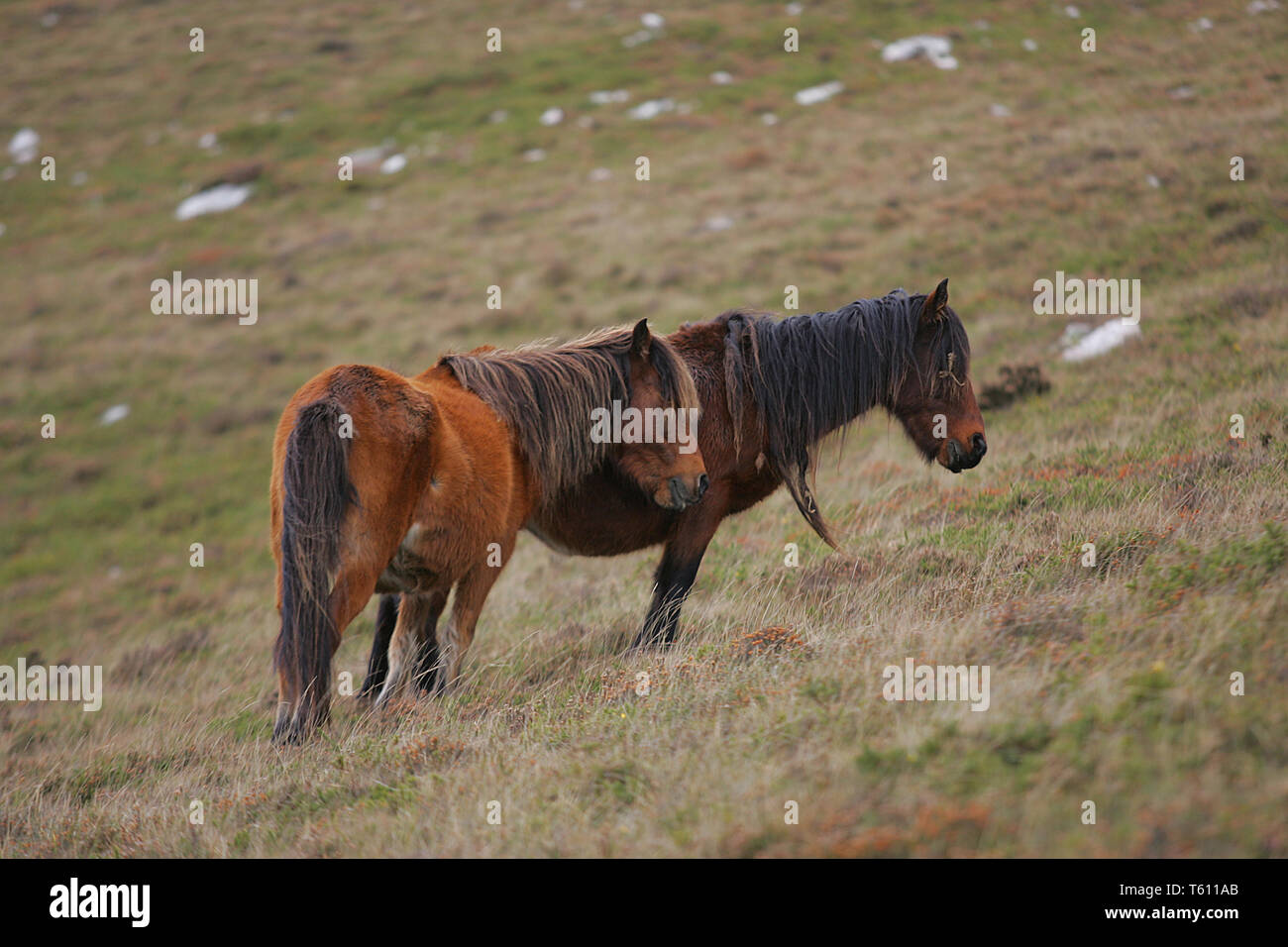 Asturcon pony hi-res stock photography and images - Alamy