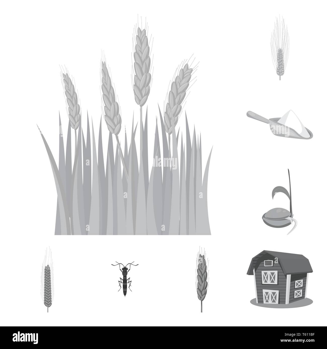 spring,barley,flour,seed,fly,granary,spike,meal,grow,winter,insect ...