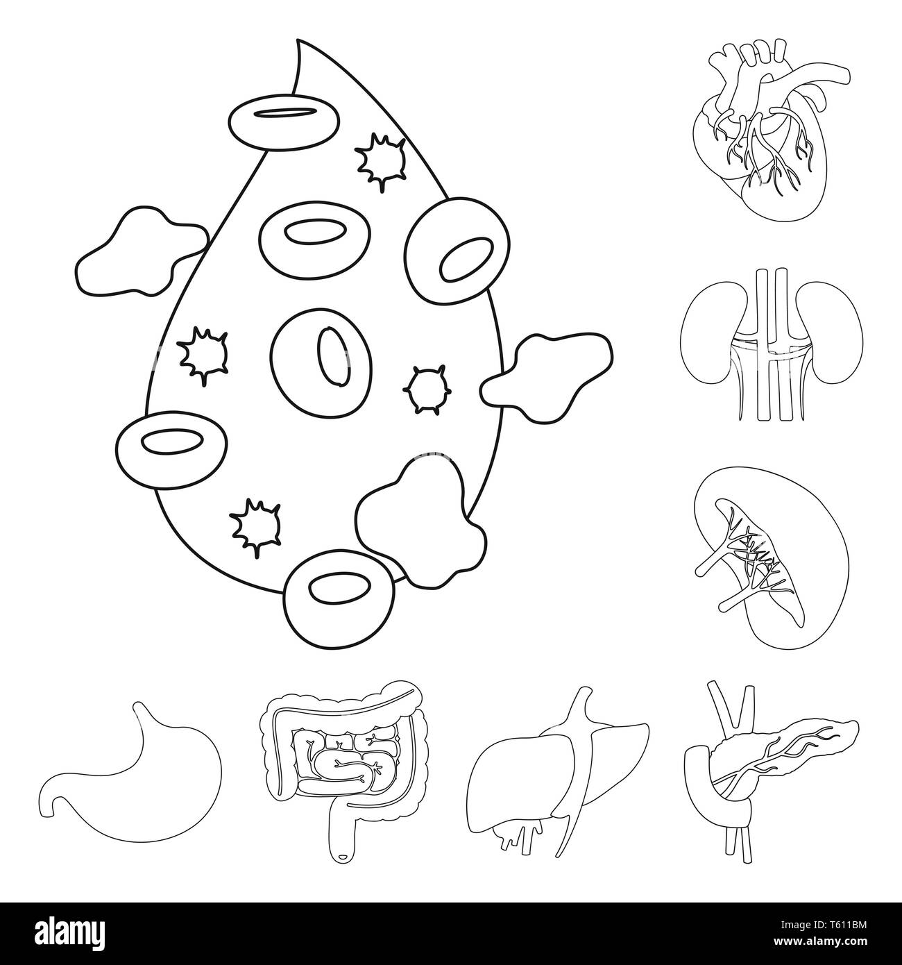 Isolated object of anatomy and organ sign. Set of anatomy and medical ...