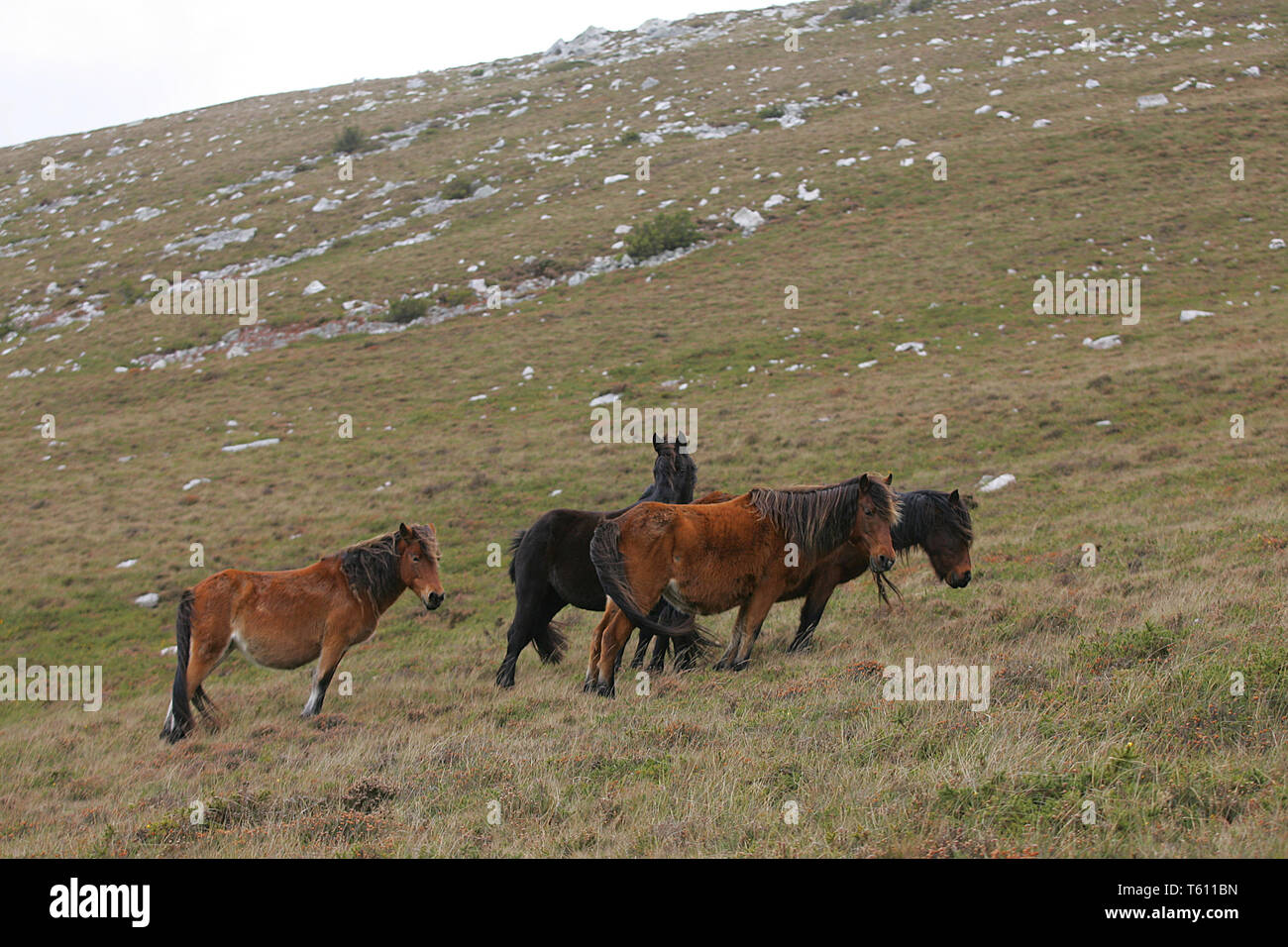 Asturcon pony hi-res stock photography and images - Alamy