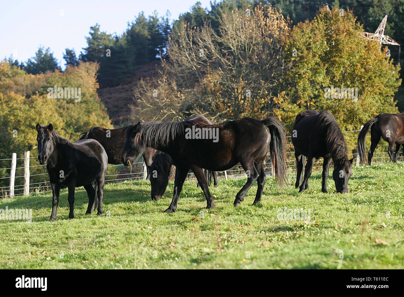 Asturcon pony hi-res stock photography and images - Alamy