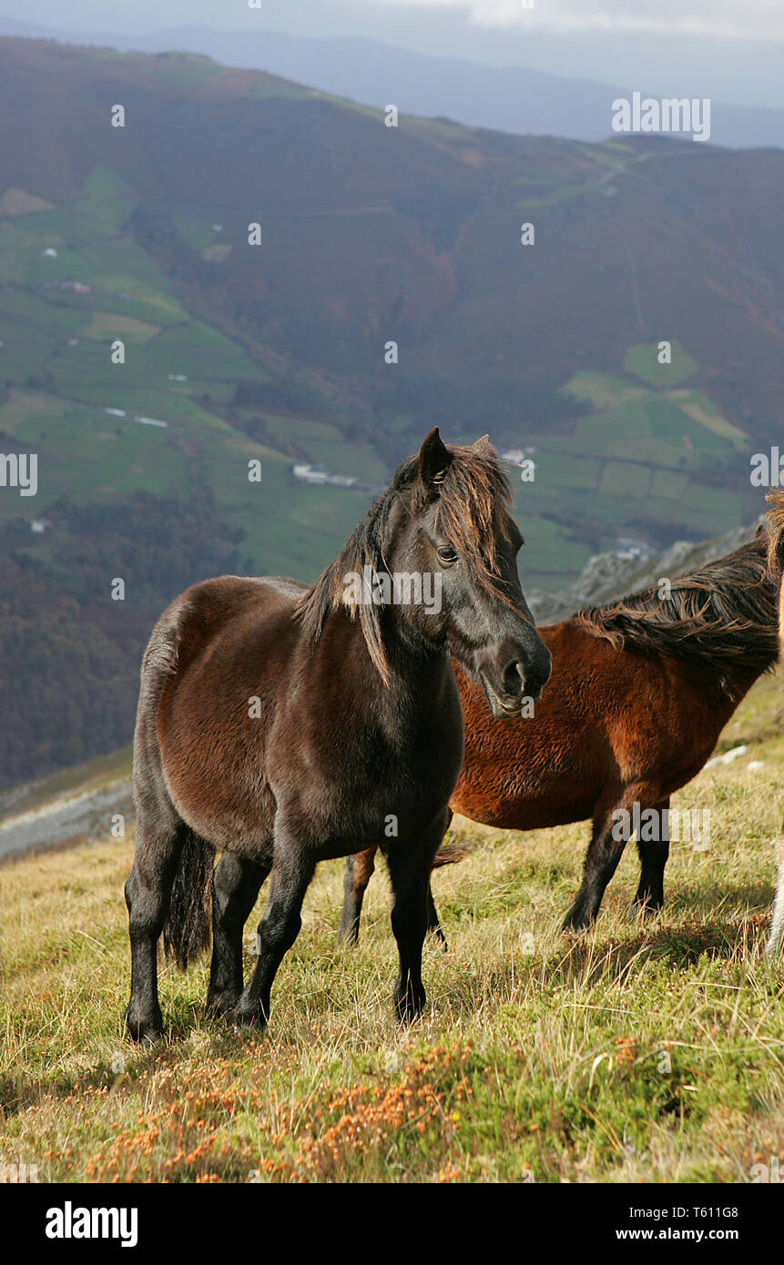 Asturcon pony hi-res stock photography and images - Alamy