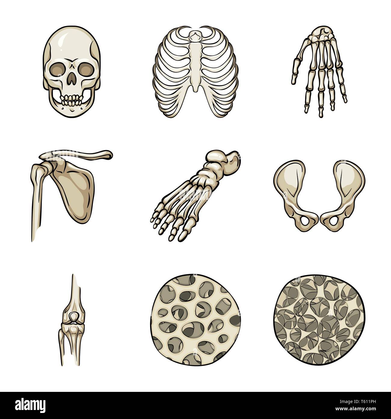 Vector illustration of bone and skeleton sign. Set of bone and human ...