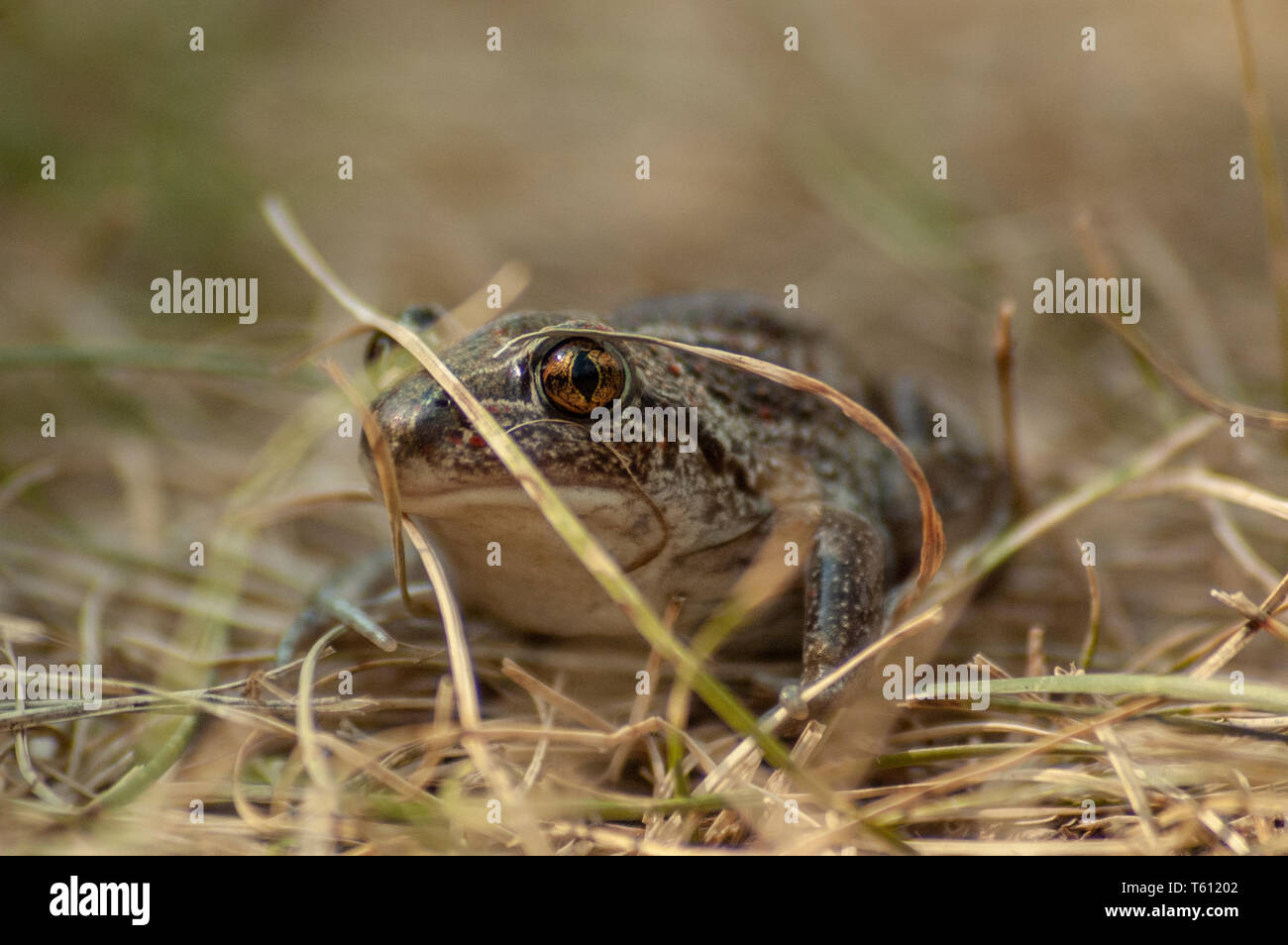 a small garlic toad sits in the grass and looks into the camera Stock ...