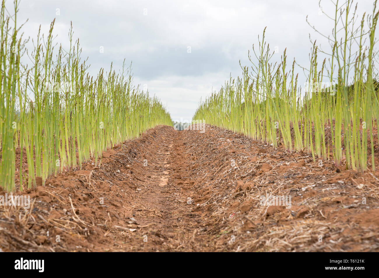 Close up of farmer's field growing vegetable asparagus spears in the UK ...