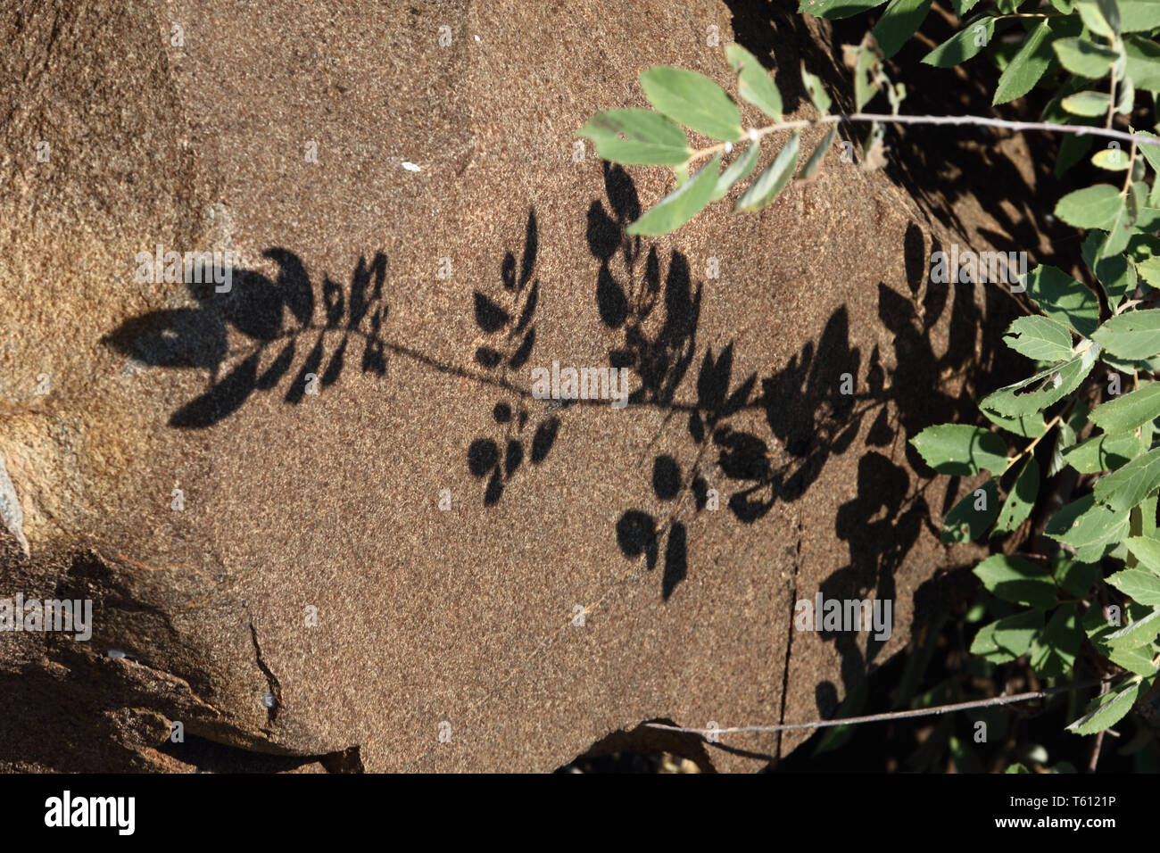 Afrikanischer Busch / African Bush Stock Photo - Alamy