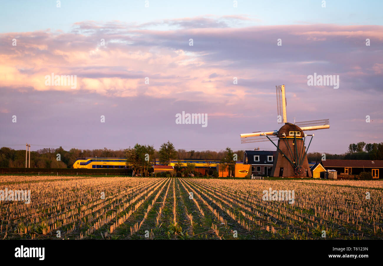 Dutch agriculture field with windmill at sunset Stock Photo - Alamy