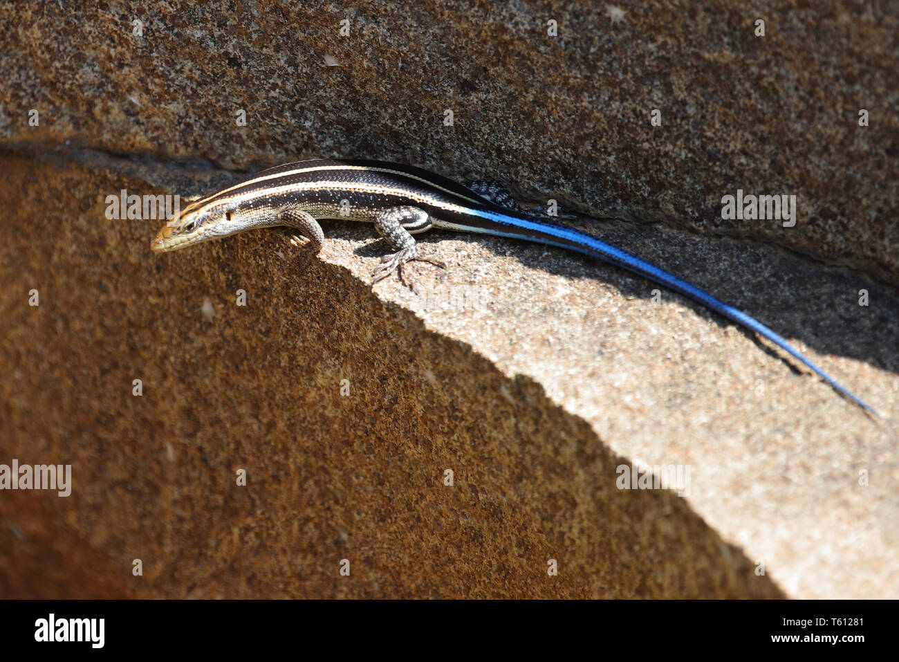 African skinks hi-res stock photography and images - Alamy