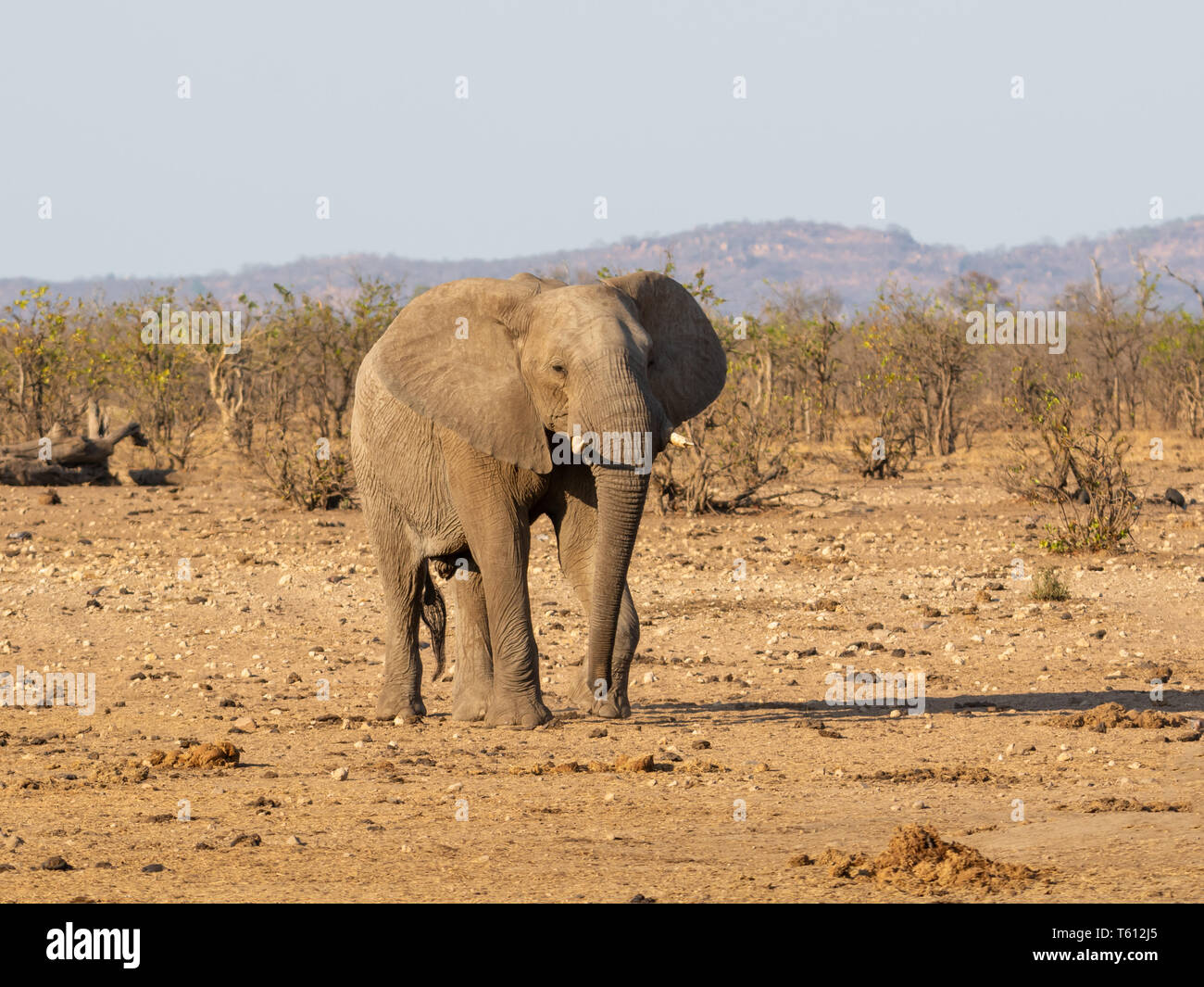 An African Elephant bull walking in Southern African savanna Stock ...