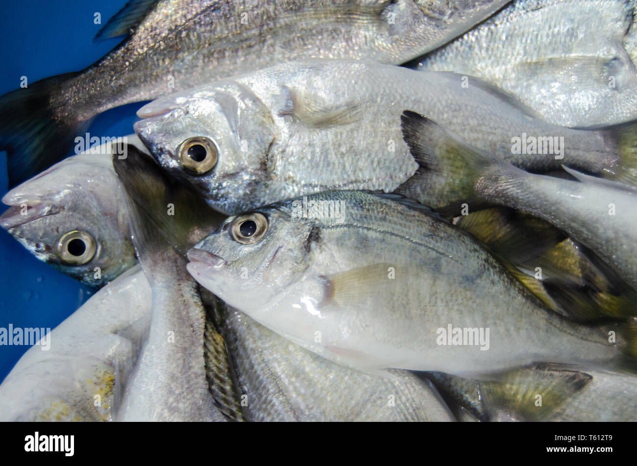 Fish freash hi-res stock photography and images - Alamy