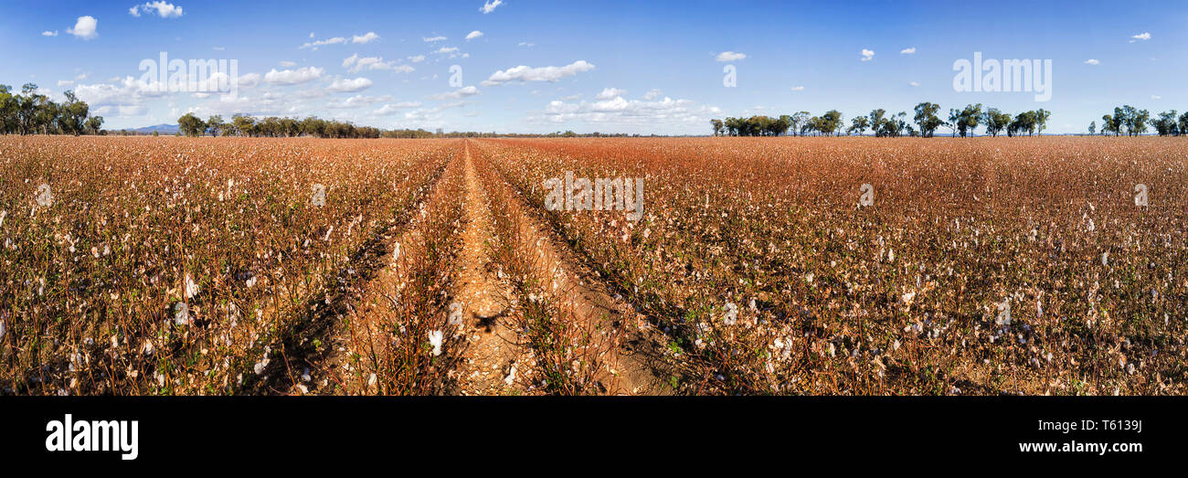 Cotton field in full blossom with white cotton boxes ready to harvest ...