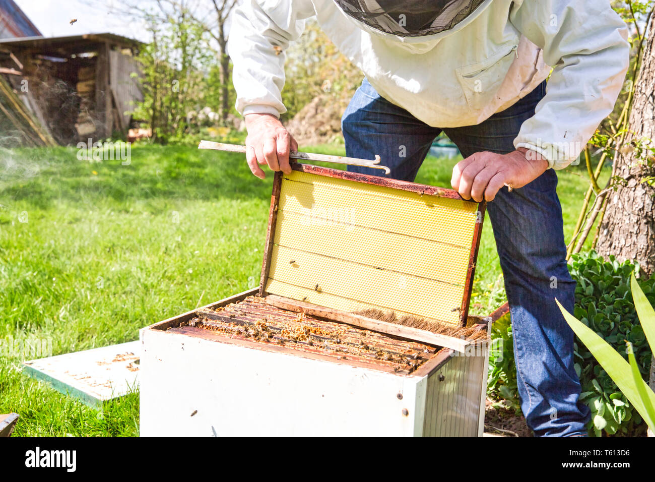 Horizontal photo of a beekeeper in white protection suit and denim ...