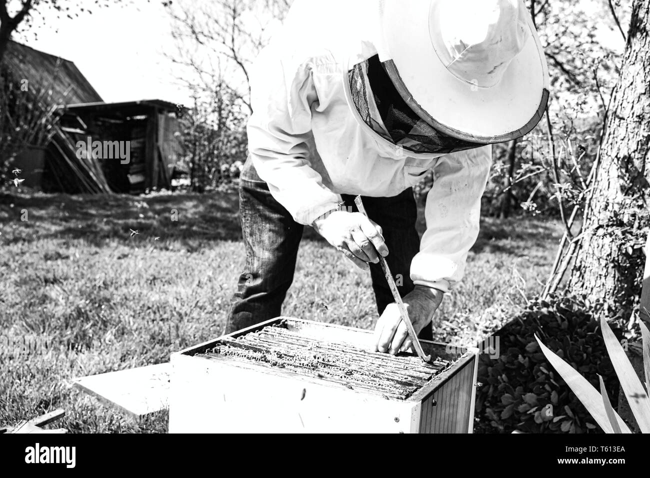 Beekeeper pulling out wooden frame with honeycomb from beehive using ...