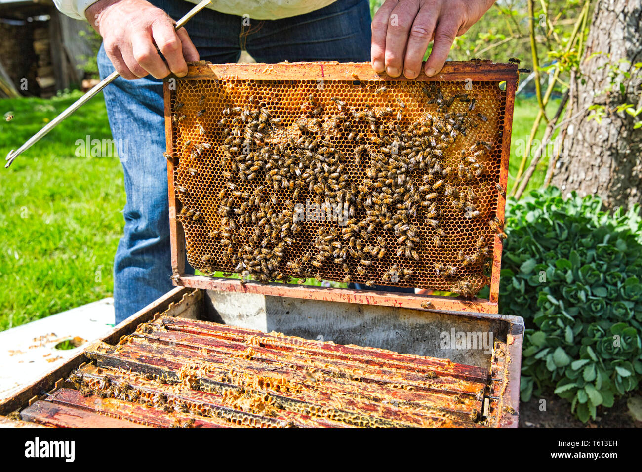 Closeup portrait of beekeeper holding a honeycomb full of bees in ...