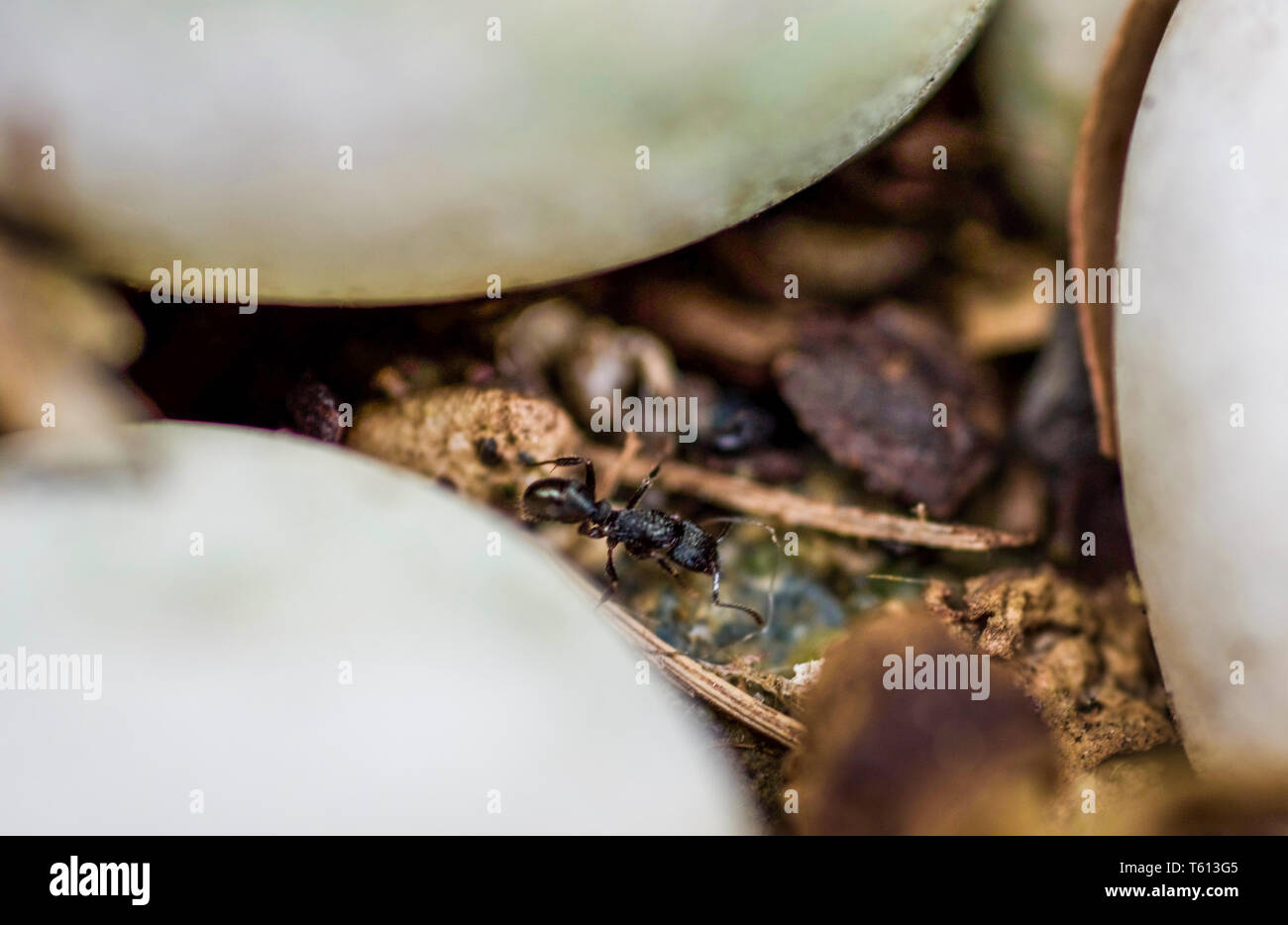 Insect exploration hi-res stock photography and images - Alamy