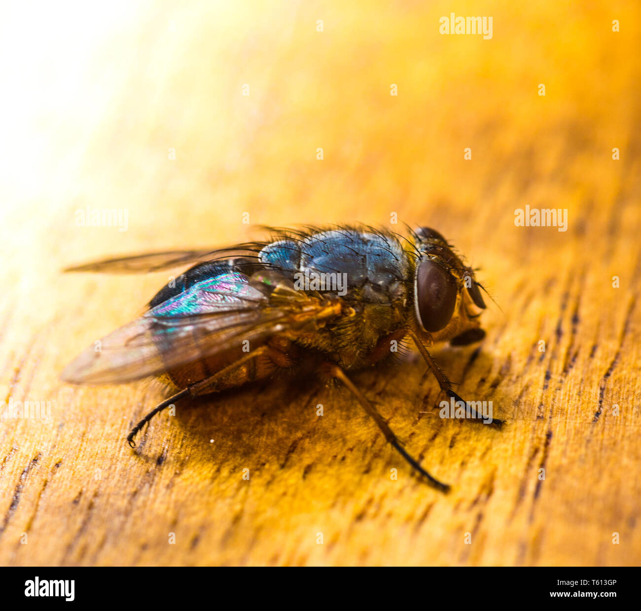 Surface fly hi-res stock photography and images - Alamy