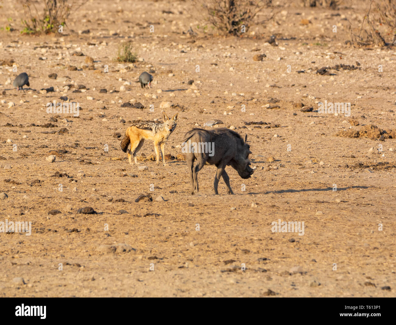 A Black-backed Jackal in Southern African savanna Stock Photo - Alamy