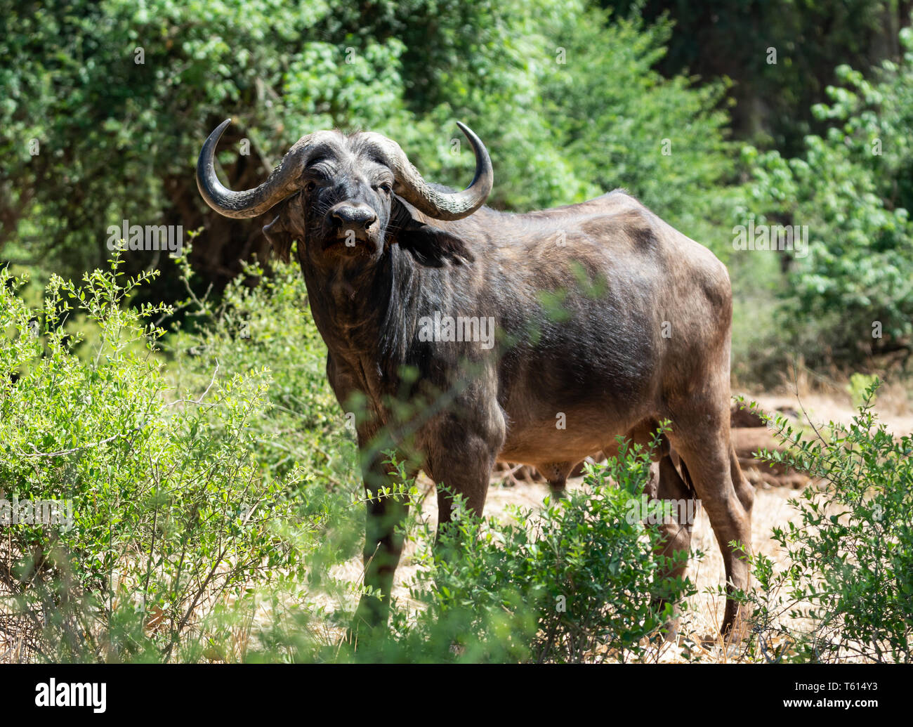 Cape Buffalo in Southern African savanna Stock Photo - Alamy