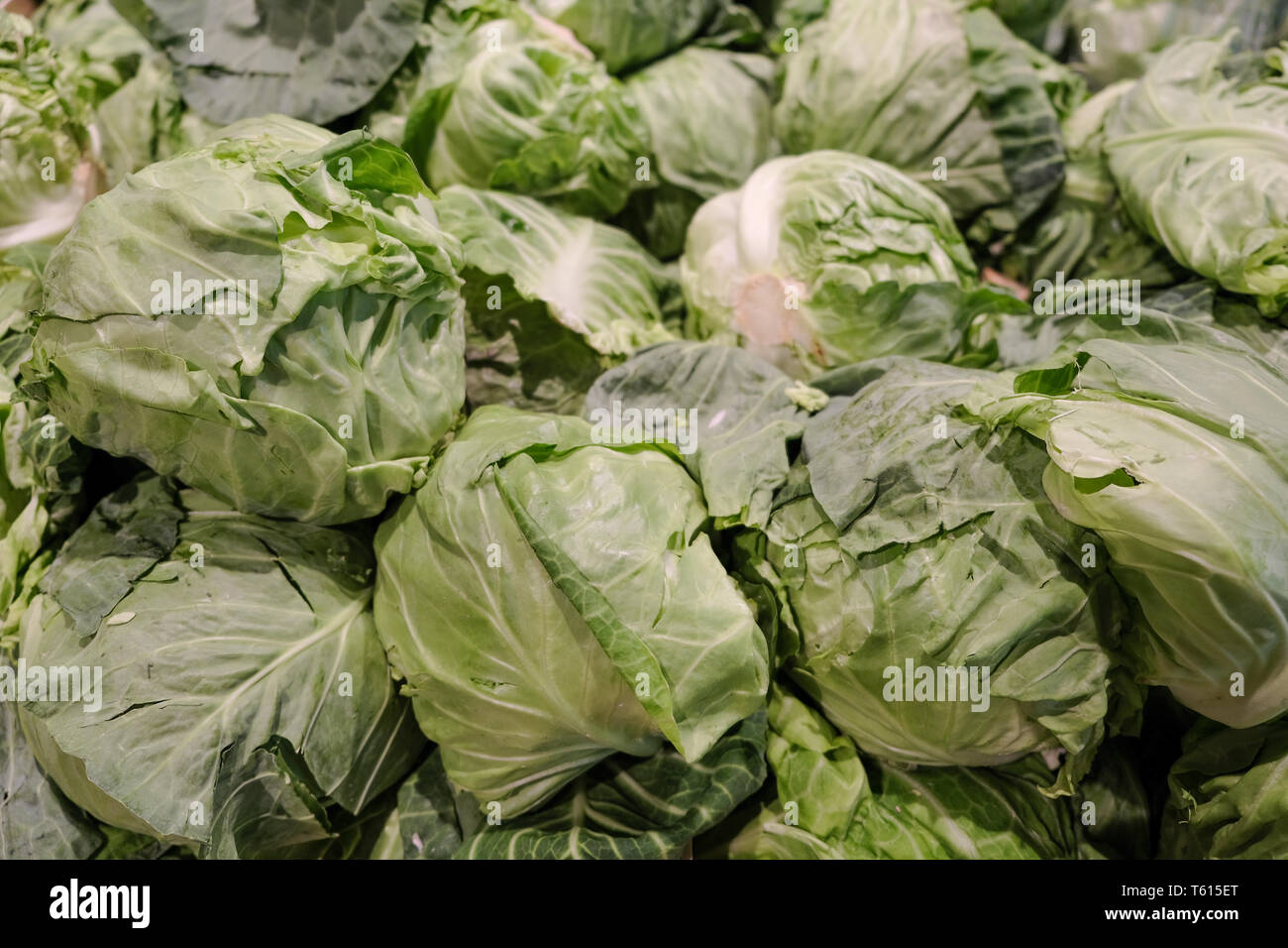 Cabbage background. Fresh cabbage from farm field. Close up macro view ...