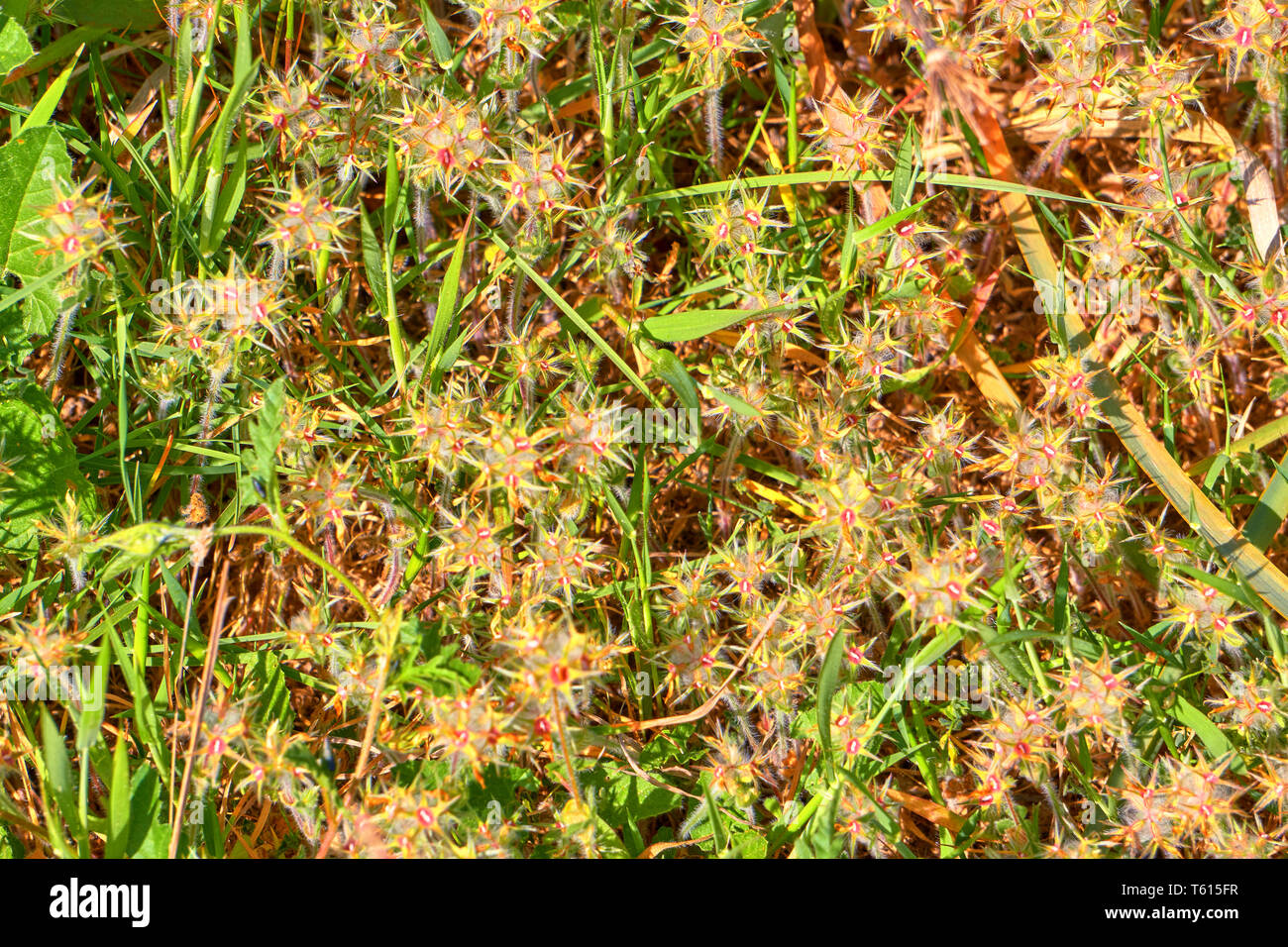 Stellate clover hi-res stock photography and images - Alamy