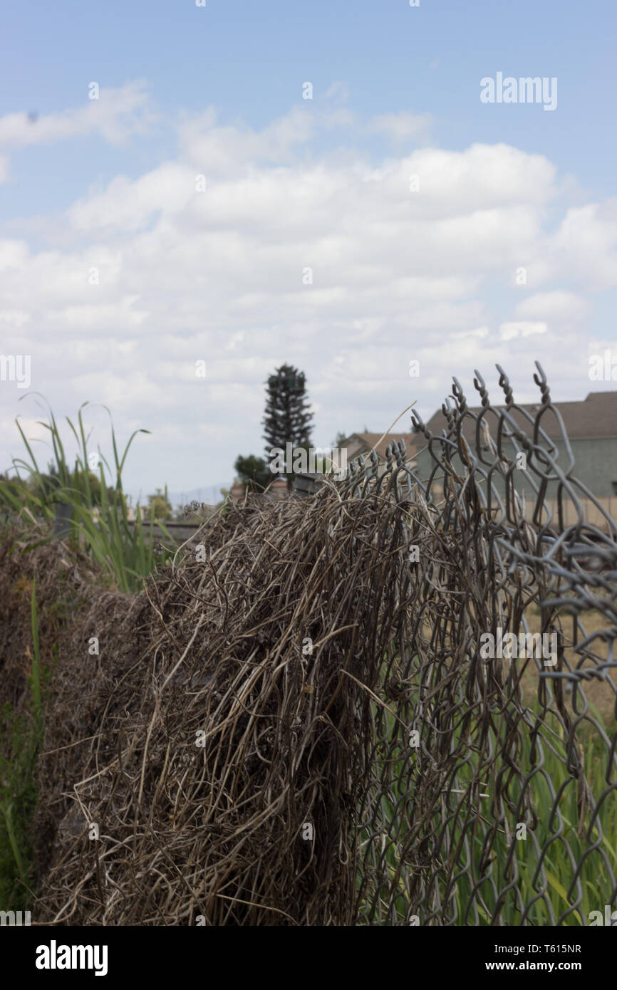 Overgrowth of weeds hi-res stock photography and images - Alamy