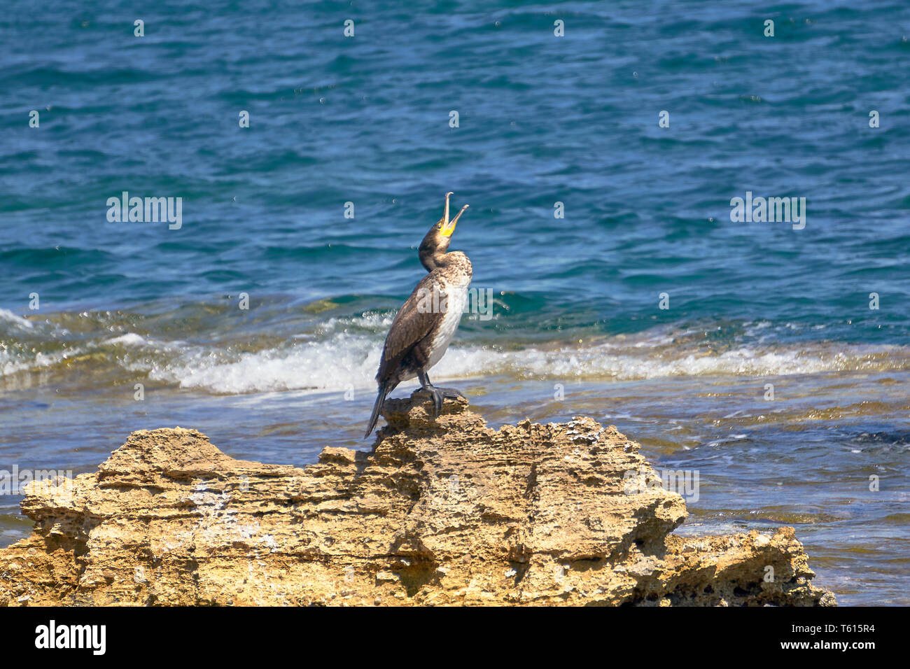 Mouth opened bird hi-res stock photography and images - Alamy