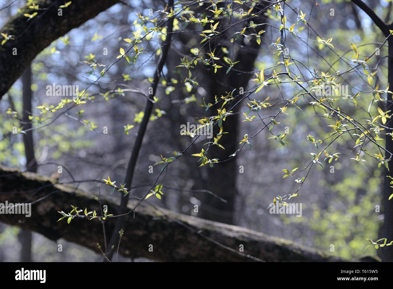 Young spring leaves on hi-res stock photography and images - Alamy