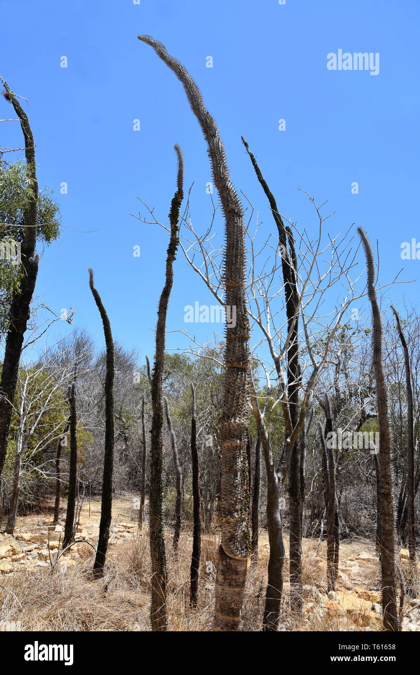 The octopus tree Didierea Madagascariensis on Madagascar Stock Photo ...