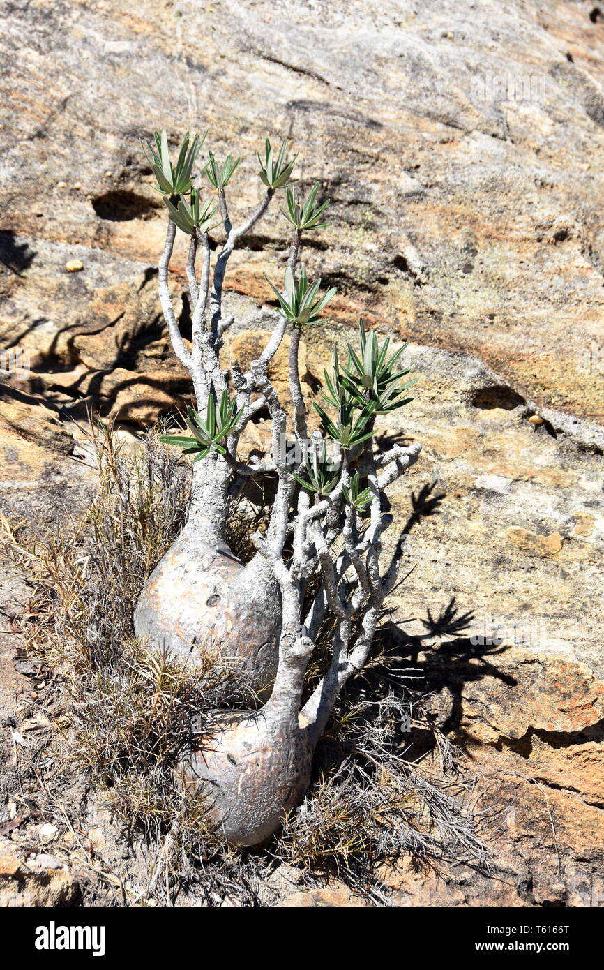 Elephants foot plant hi-res stock photography and images - Alamy