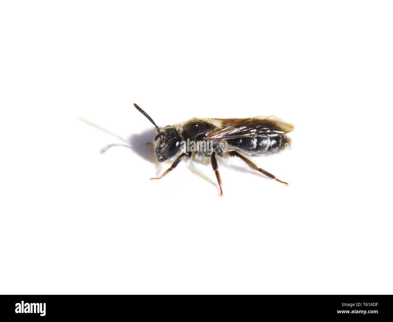 A small solitary bee of the genus Andrena isolated on white background ...