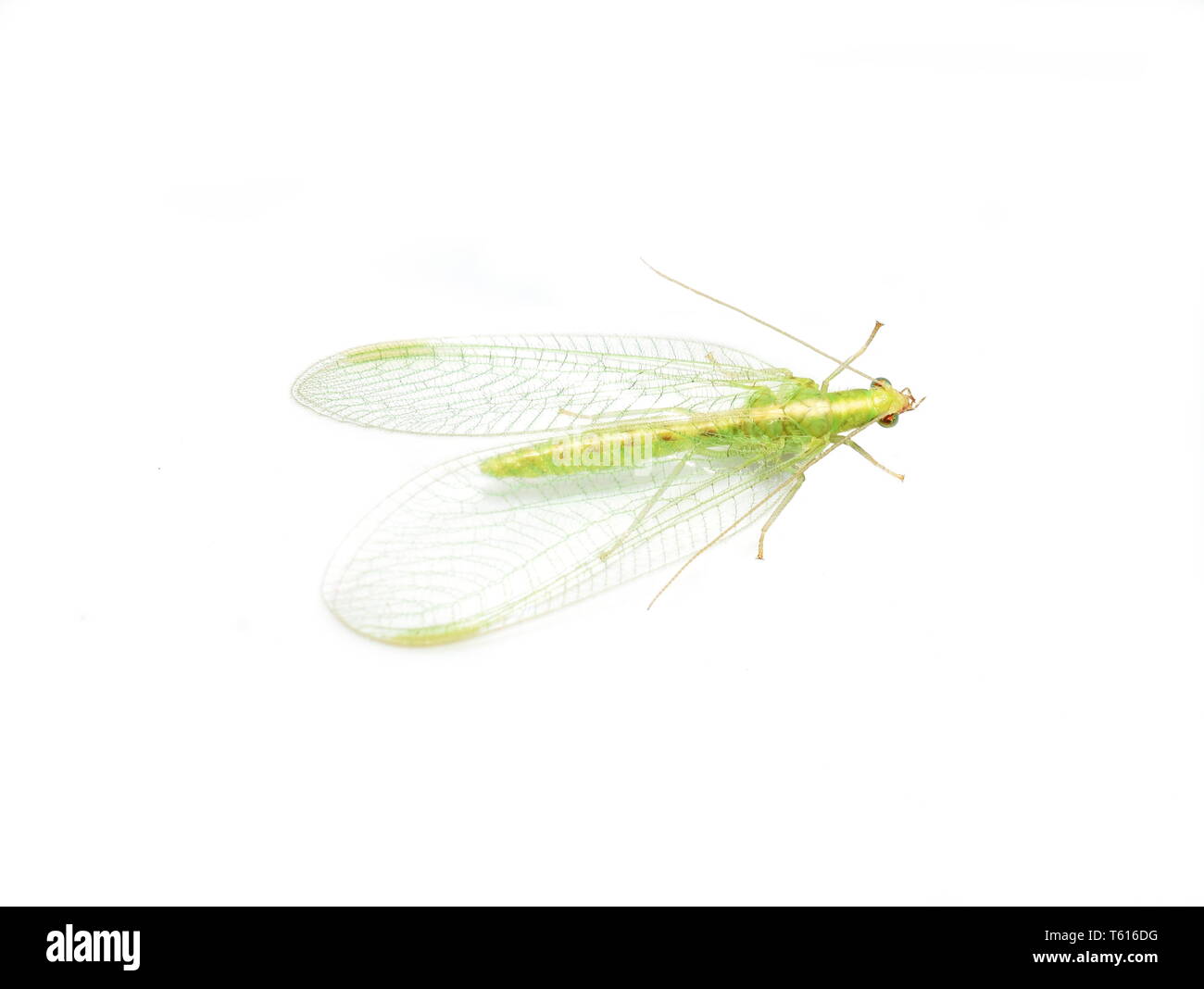 Common green lacewing Chrysoperla carnea on white background Stock ...