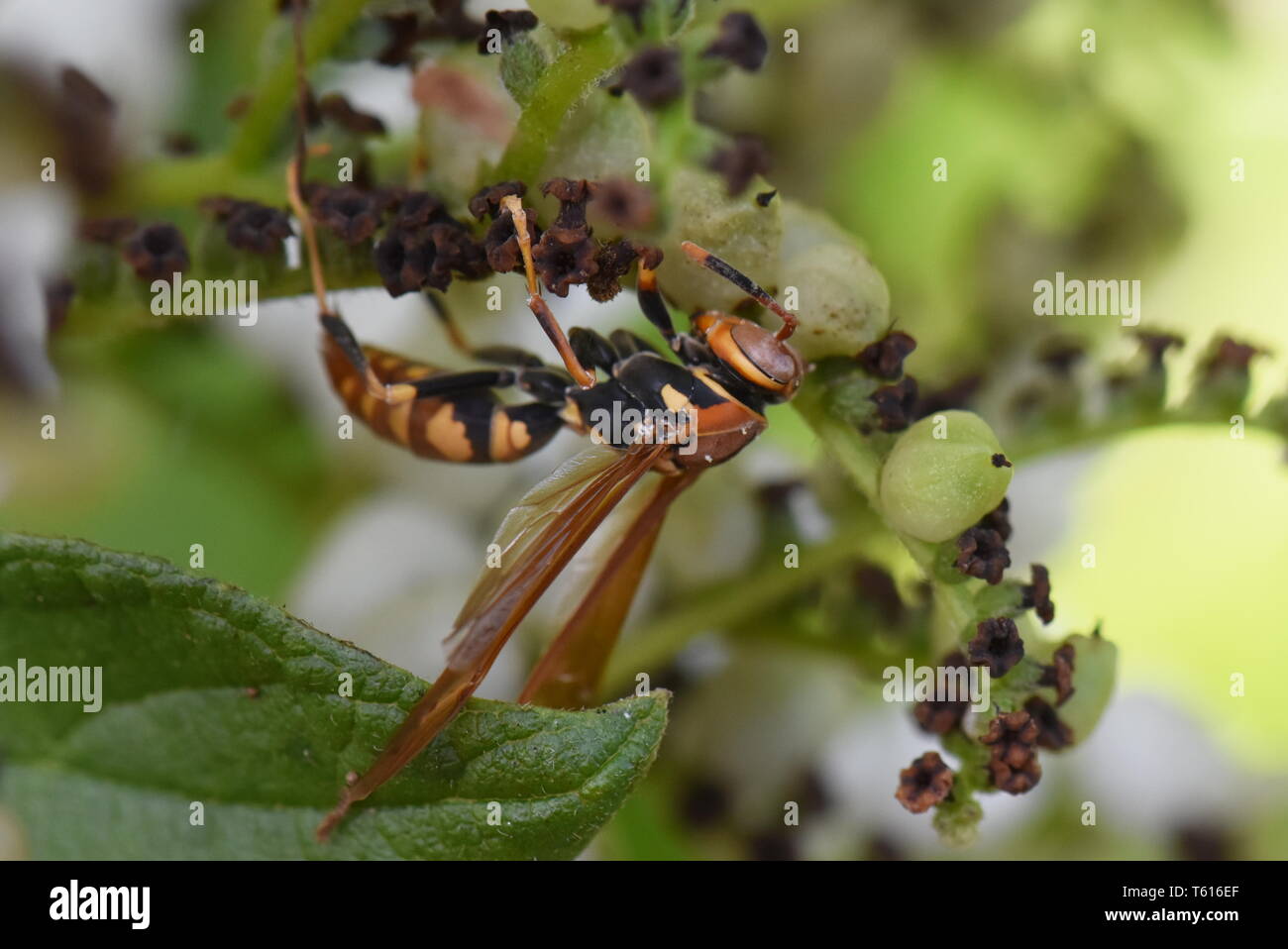 Yellow paper wasp Polistes versicolor invasive species in vegetation ...