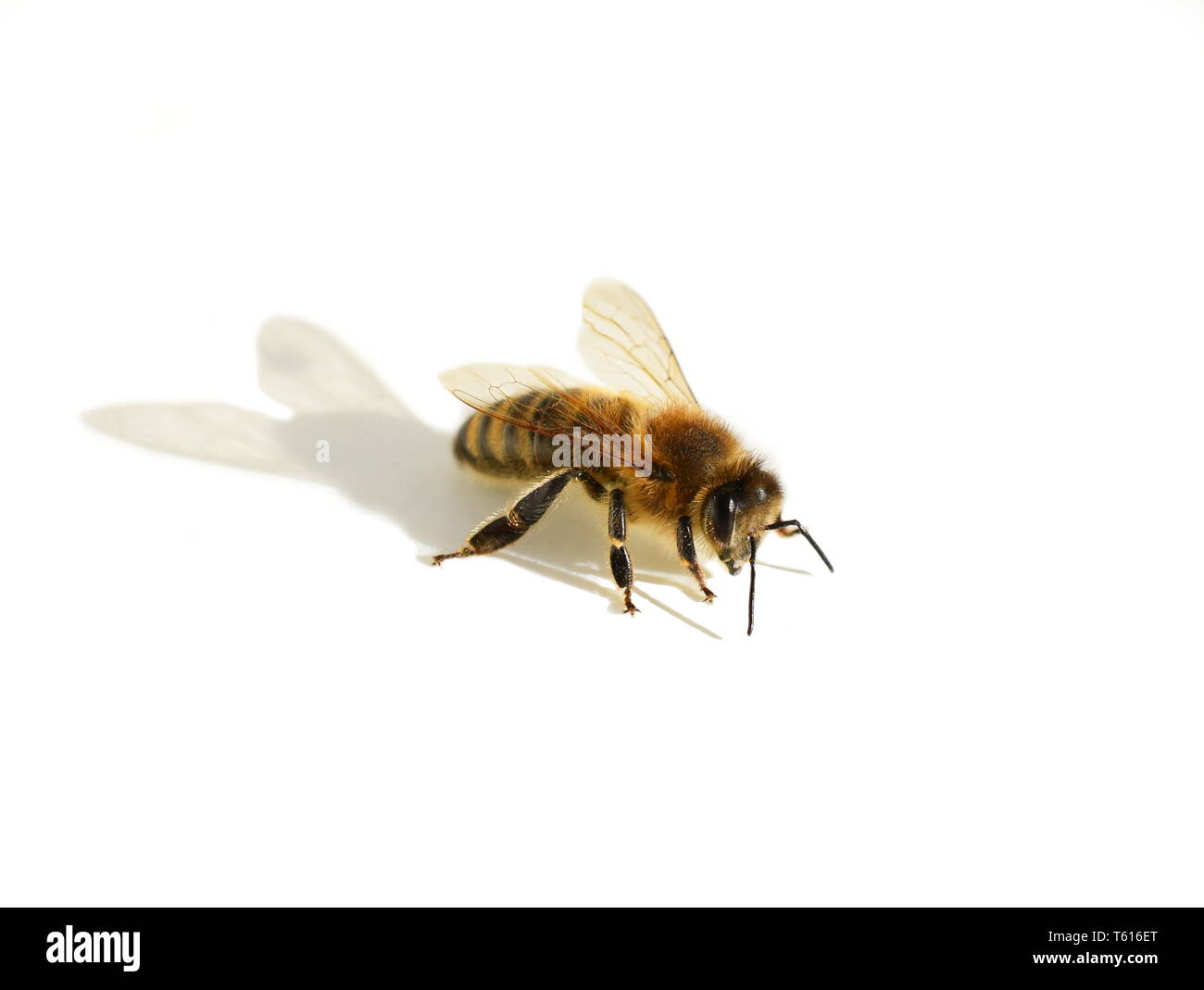 Closeup bee pollinating on Cut Out Stock Images & Pictures - Alamy