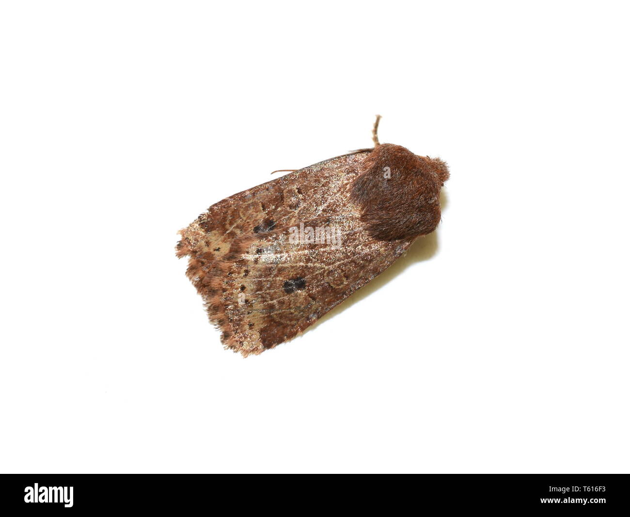 The chestnut moth Conistra vaccinii isolated on white background Stock ...