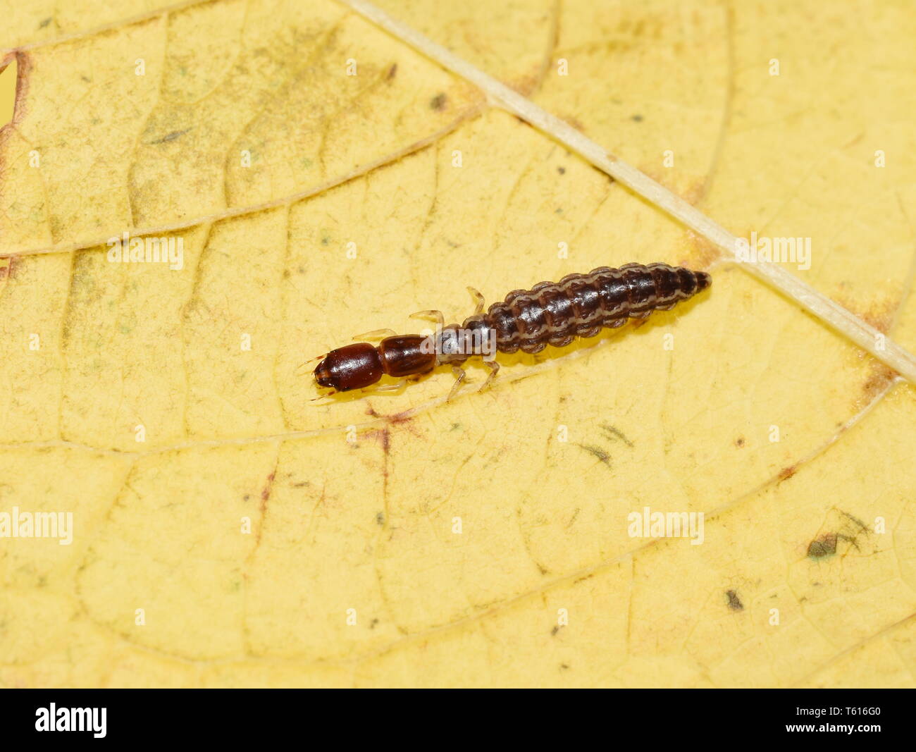 Snakefly larvae crawling on a yellow leaf Stock Photo - Alamy