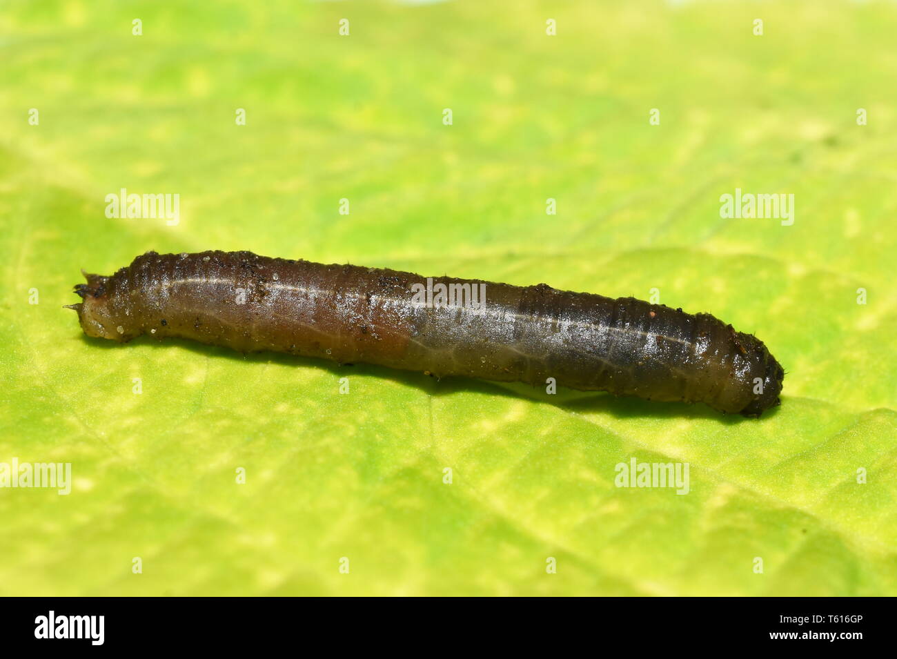 Diptera Larvae
